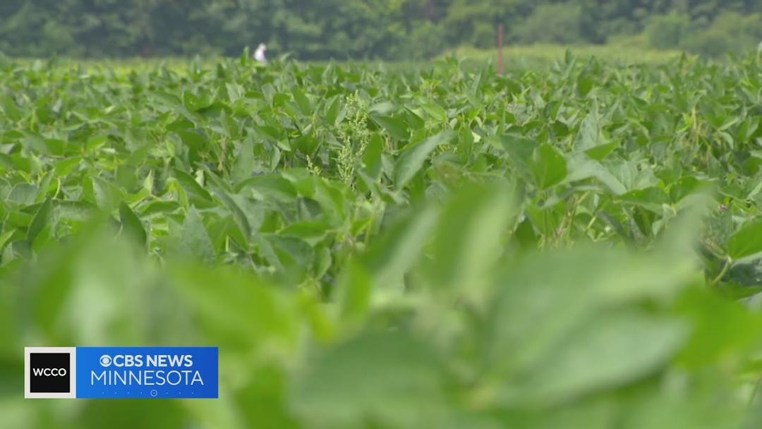 AI vs. Traditional Frost Protection