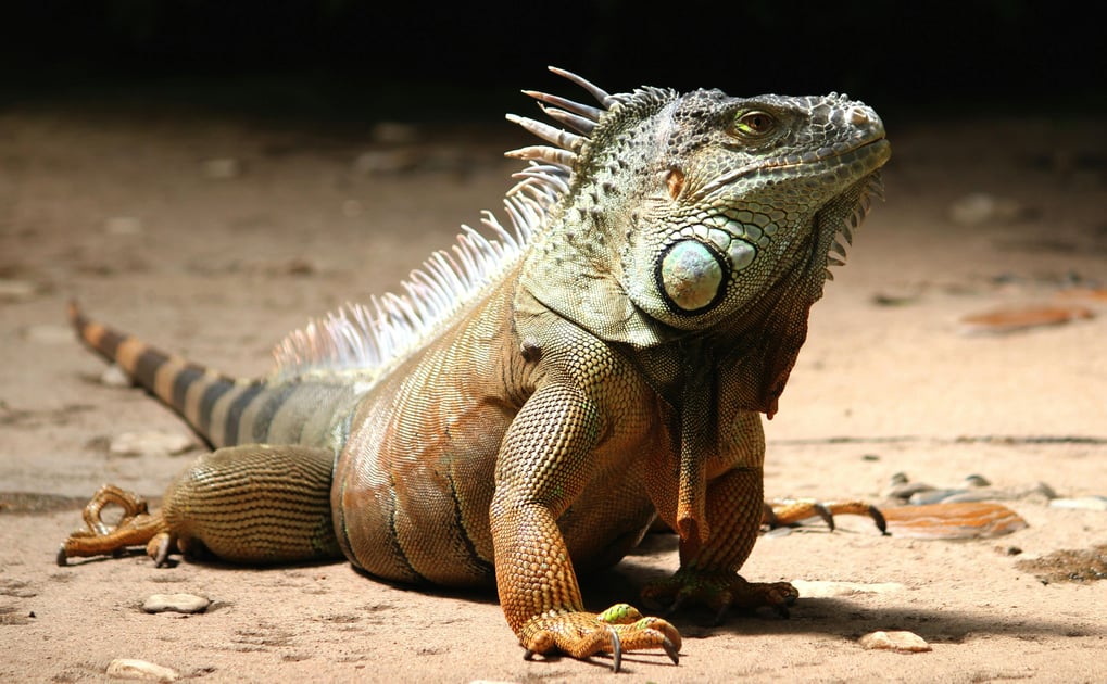 Understanding the Lifespan of Lizards in Florida: Factors...